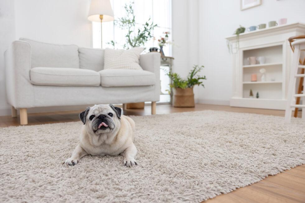 S’obre la licitació per a l’explotació durant tres anys del bar de la ...
